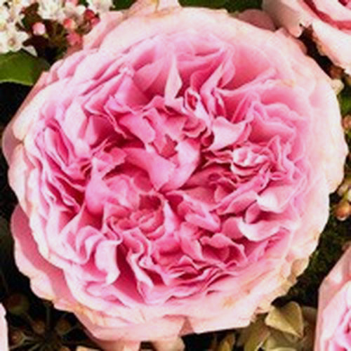 Garden Rose Miranda Pink - Wholesale - Blooms By The Box