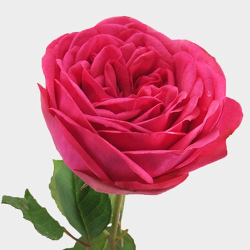 Garden Rose Piano Pink - Wholesale - Blooms By The Box