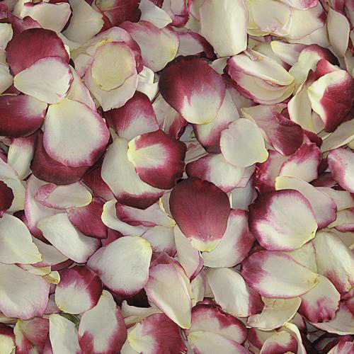 Blushing Bride Rose Petals (30 Cups) - Wholesale - Blooms By The Box