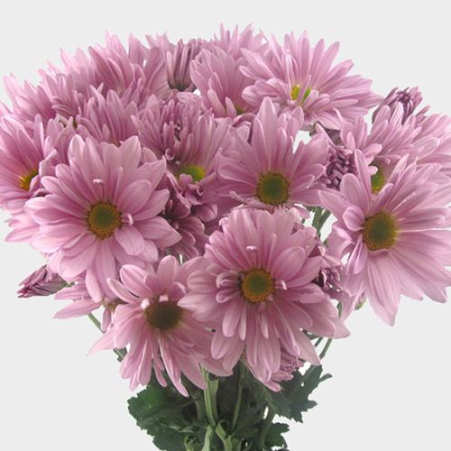 Pompon Daisy Lavender Flowers - Wholesale - Blooms By The Box