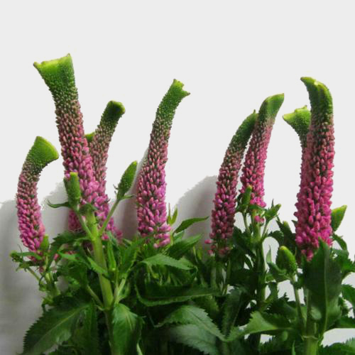 Pink Veronica Flowers - Wholesale - Blooms By The Box