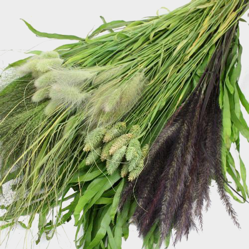 Assorted Fancy Grasses (6 Bunches) - Wholesale - Blooms By The Box