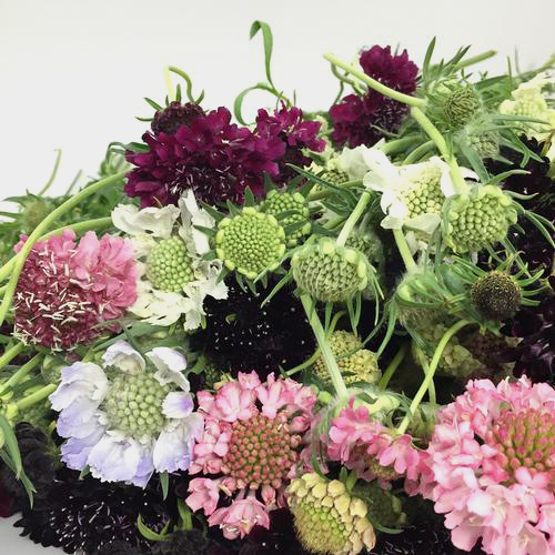 Scabiosa Flowers Assorted Colors (10 Bunches) - Wholesale - Blooms By ...