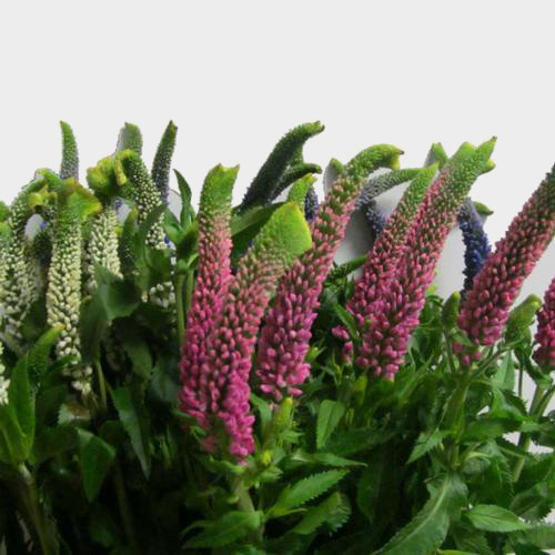 Veronica Assorted Colors (10 Bunches) - Wholesale - Blooms By The Box