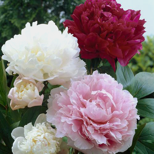 peony colours