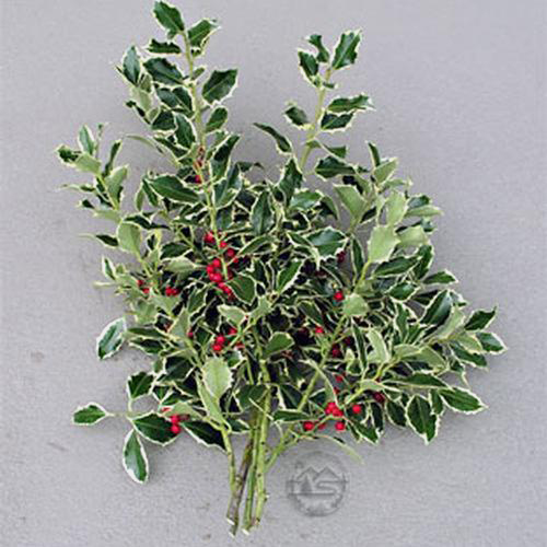 Variegated Holly Bunch - Wholesale - Blooms By The Box