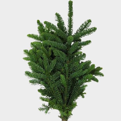 Noble Fir Tips 25 lb Box - Wholesale - Blooms By The Box