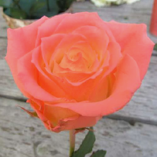 Wholesale Amsterdam Roses 40 cm. – BloomsByTheBox.com