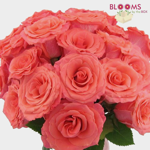 Wholesale Amsterdam Roses 40 cm. – BloomsByTheBox.com