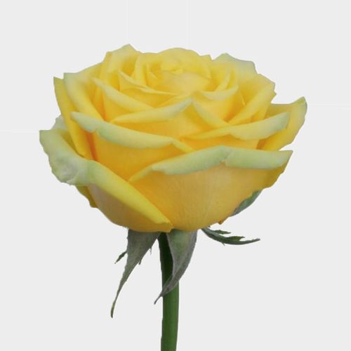 Rose High & Exotic 50 Cm. Bulk - Wholesale - Blooms By The Box