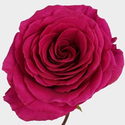 Rose Pink Floyd 50cm Bulk - Wholesale - Blooms By The Box