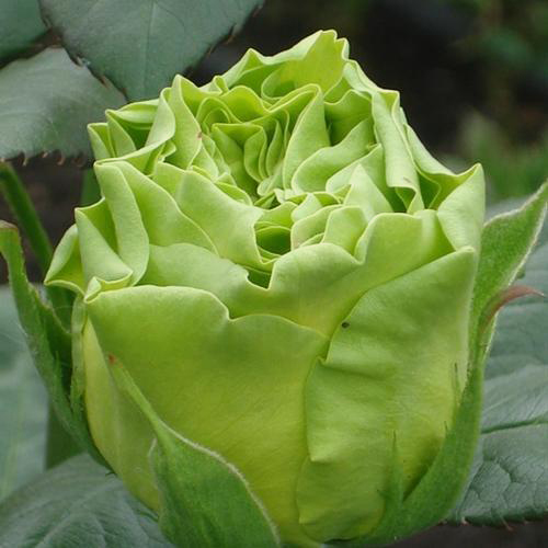 Green Flowers – DIY Wedding Flowers – BloomsByTheBox.com