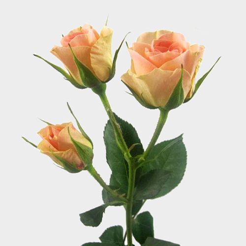 Spray Rose Peach - Wholesale - Blooms By The Box