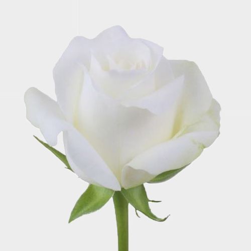 Rose Akito White 40 Cm - Wholesale - Blooms By The Box