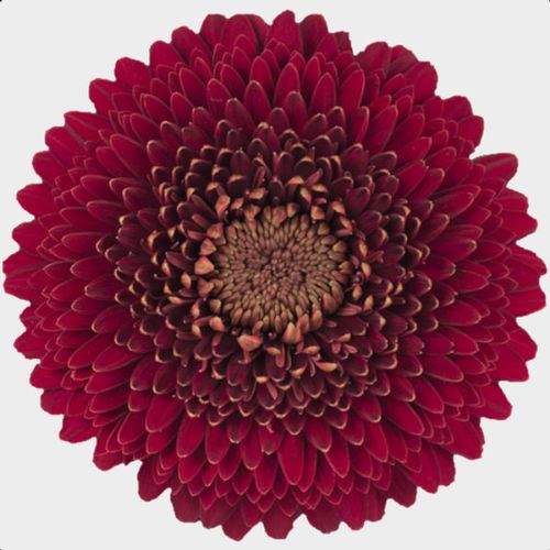 Germini Pom Burgundy Flower - Wholesale - Blooms By The Box