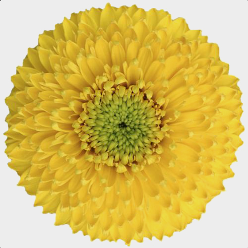 Gerpom Yellow Flower - Wholesale - Blooms By The Box