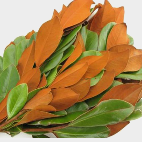 Magnolia Tips Greenery - Wholesale - Blooms By The Box