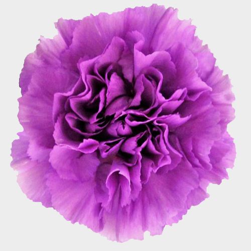 Moonlight Deep Lavender Carnation Flowers - Fancy - Wholesale - Blooms ...