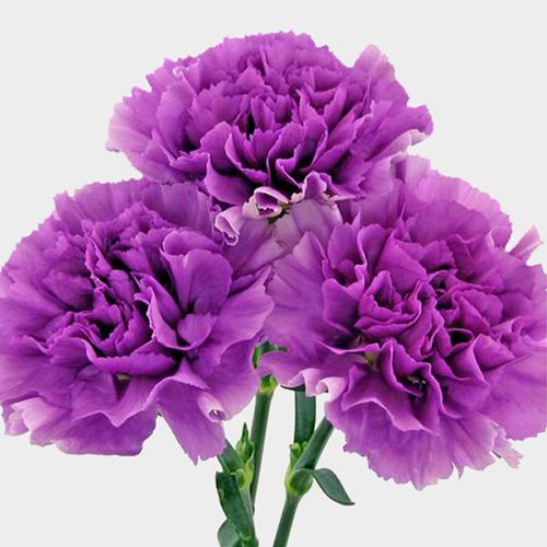 Moonlight Deep Lavender Carnation Flowers - Fancy Wholesale ...