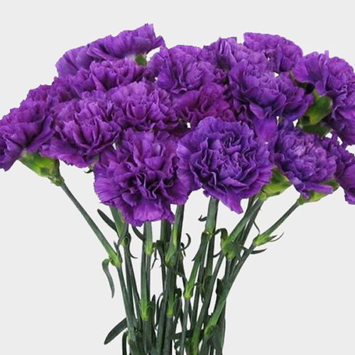 Moonshade Fancy Deep Purple Carnation Flowers – BloomsByTheBox.com