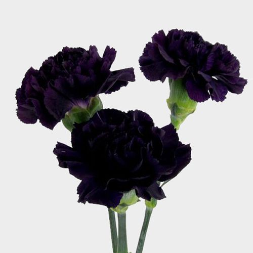 Moonvista Dark Purple Fancy Carnation Flowers Wholesale ...
