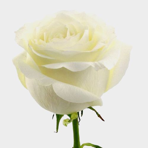Rose Proud White 50 Cm - Wholesale - Blooms By The Box