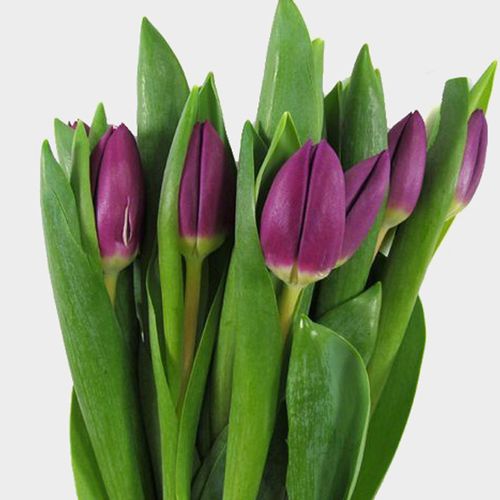 Tulip Purple - Wholesale - Blooms By The Box