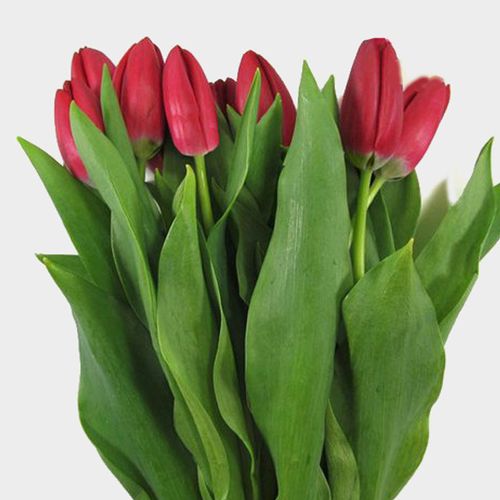 Tulip Red - Wholesale - Blooms By The Box