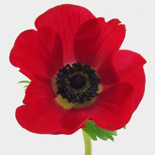 Anemone Red (50 Stems) - Wholesale - Blooms By The Box