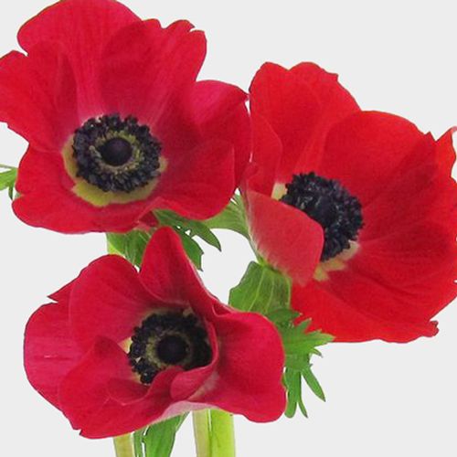 Red Anemone Flowers – Wholesale – BloomsByTheBox.com