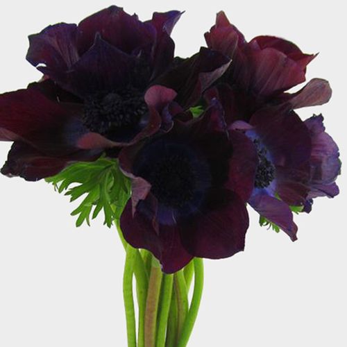 Burgundy Anemone Flowers – Wholesale – BloomsByTheBox.com