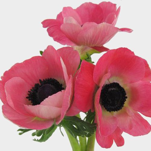 Pink Anemone Flowers – Wholesale – BloomsByTheBox.com