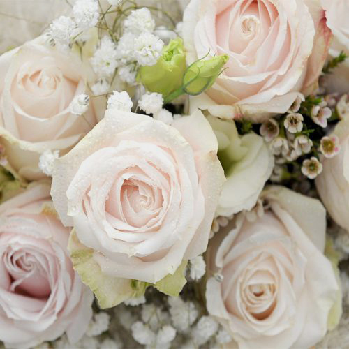Xlence Gypsophila - Baby’s Breath Wholesale – Blooms by the Box