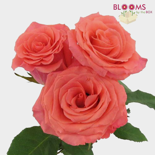 Rose Amsterdam 40cm - Wholesale - Blooms By The Box