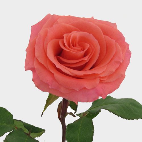 Rose Amsterdam Coral 40 Cm - Wholesale - Blooms By The Box