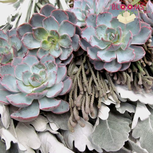 Elegant Succulents & Silver DIY Flower Pack - Wholesale - Blooms By The Box