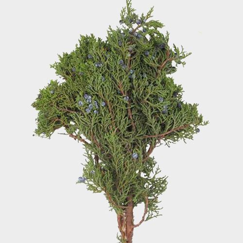 Juniper Berried 20 lb Case - Wholesale - Blooms By The Box