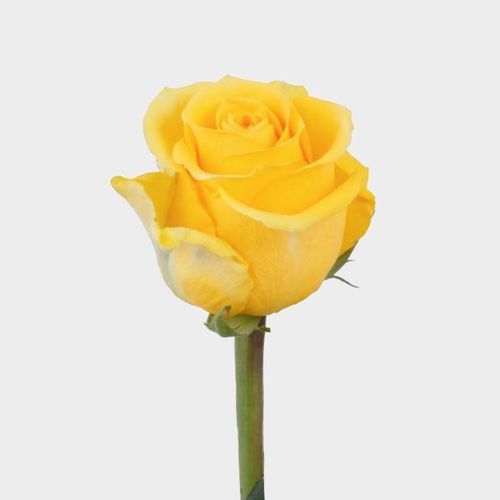 Rose Brighton Yellow 60cm - Wholesale - Blooms By The Box