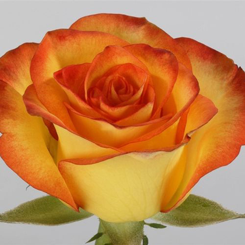 Rose High & Magic 40cm - Wholesale - Blooms By The Box