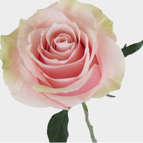 Rose Mondial Pink 60cm - Wholesale - Blooms By The Box