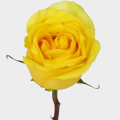 Rose Stardust Yellow 50cm - Wholesale - Blooms By The Box
