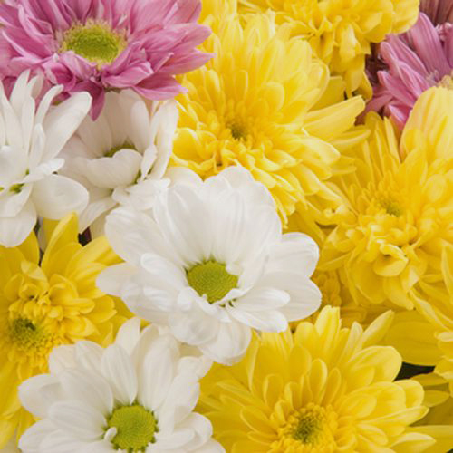 Daisy Pompons Assorted Bulk - Wholesale - Blooms By The Box