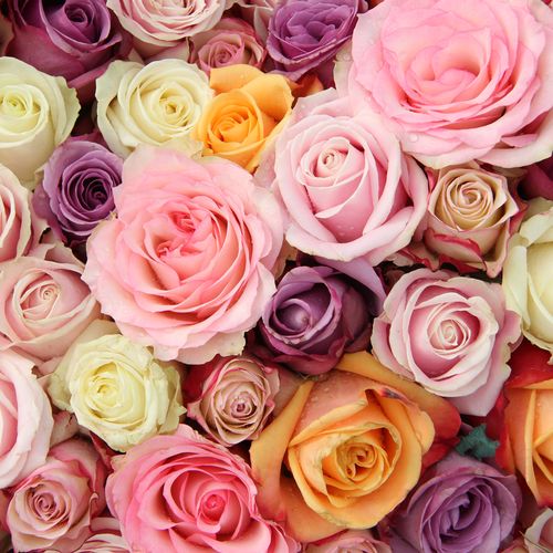 Rose Assorted Colors 60cm Bulk - Wholesale - Blooms By The Box