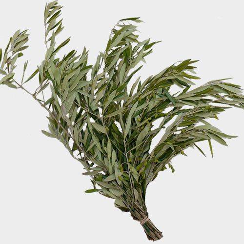Olive Foliage Bulk - Wholesale - Blooms By The Box