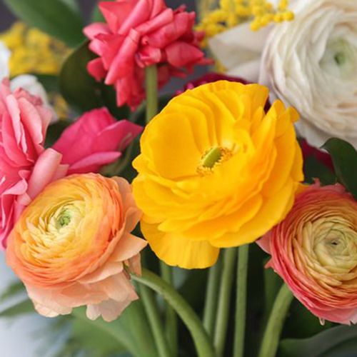 Ranunculus Assorted Colors bulk - Wholesale - Blooms By The Box