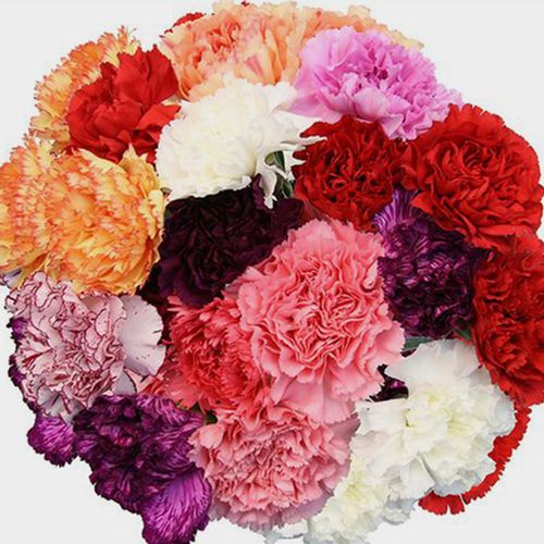 Carnations Assorted Fancy - 175 Bulk - Wholesale - Blooms By The Box