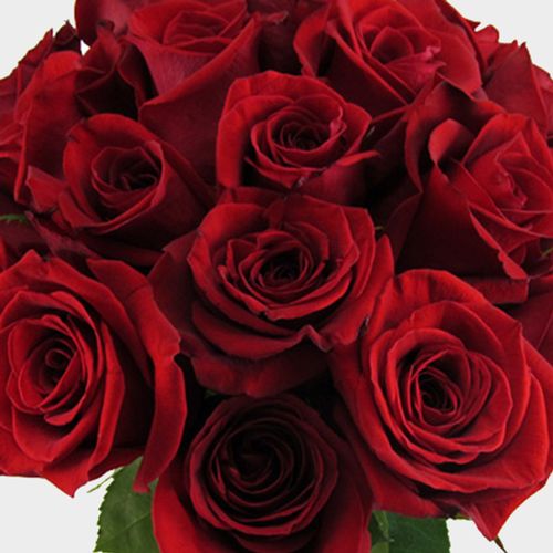 Red Rose Freedom 40cm Bulk - Wholesale - Blooms By The Box