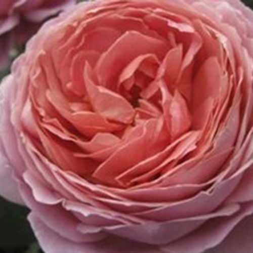 Garden Rose Romantic Antike Pink - Bulk - Wholesale - Blooms By The Box