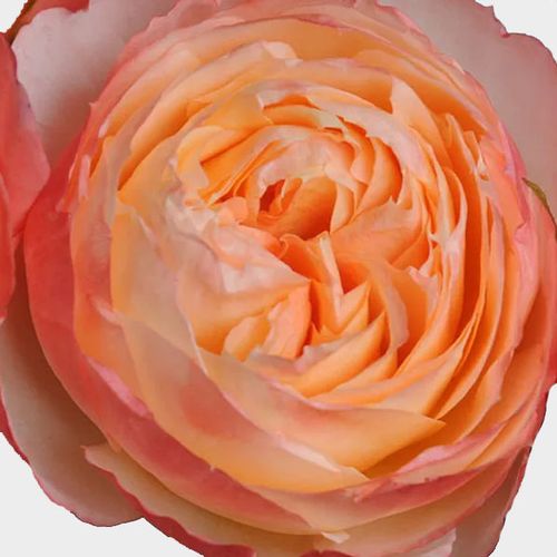 Garden Rose Princess Aiko Peach - Bulk - Wholesale - Blooms By The Box
