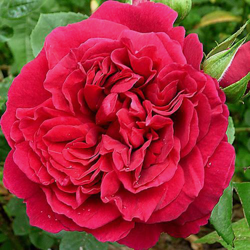 Garden Rose Tess Red - Bulk - Wholesale - Blooms By The Box